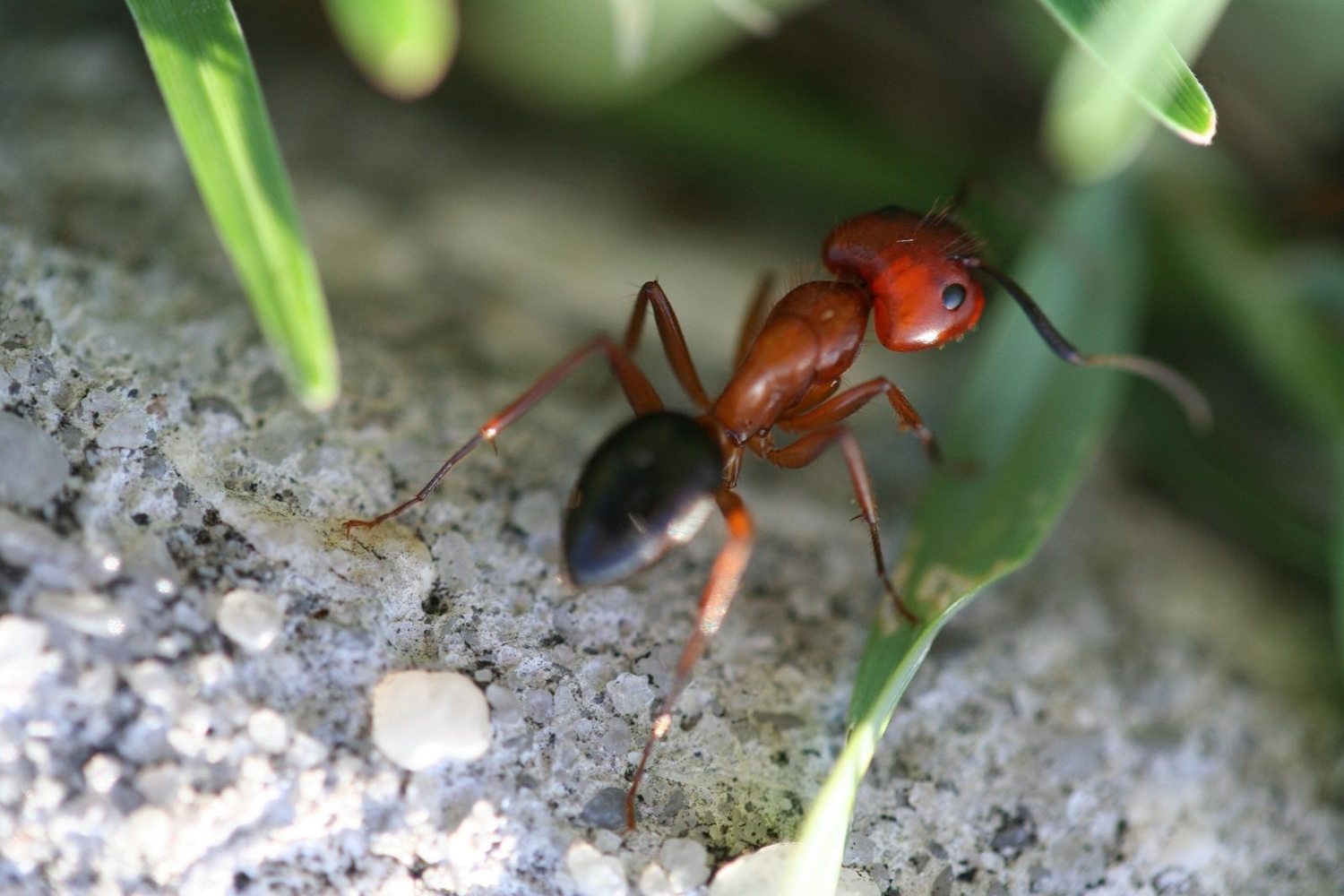 The Ant – a lesson to be hardworking and diligent in life – Bridge to ...