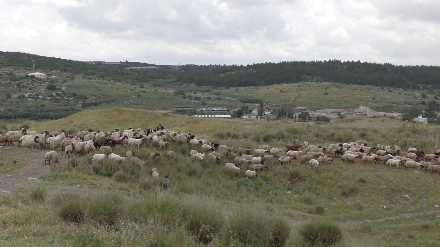 The sheep – needing guidance from the Good Shepherd – Bridge to the Bible