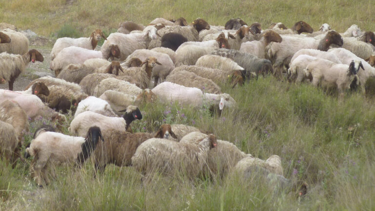 The sheep – needing guidance from the Good Shepherd – Bridge to the Bible