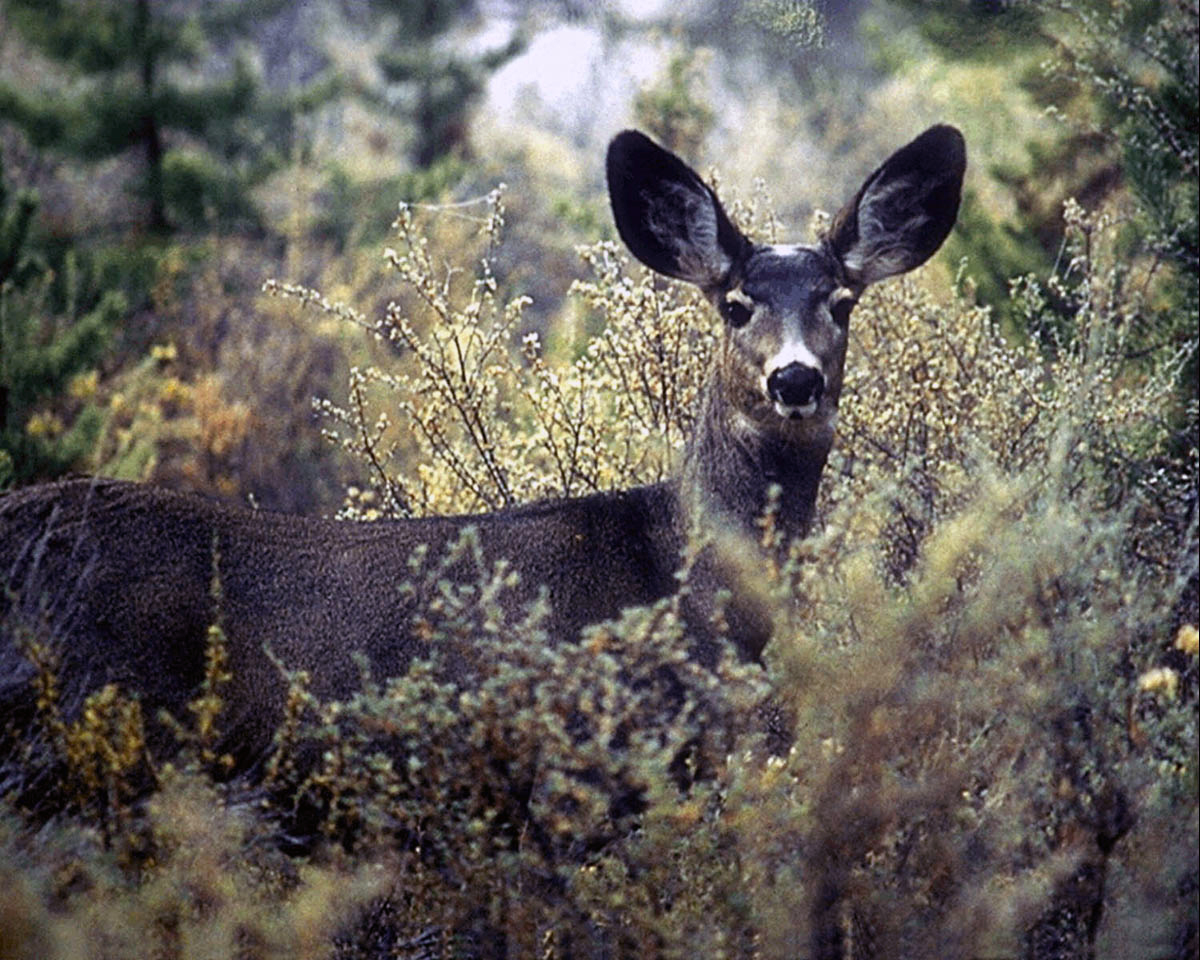 The Deer- sure-footed and agile – Bridge to the Bible