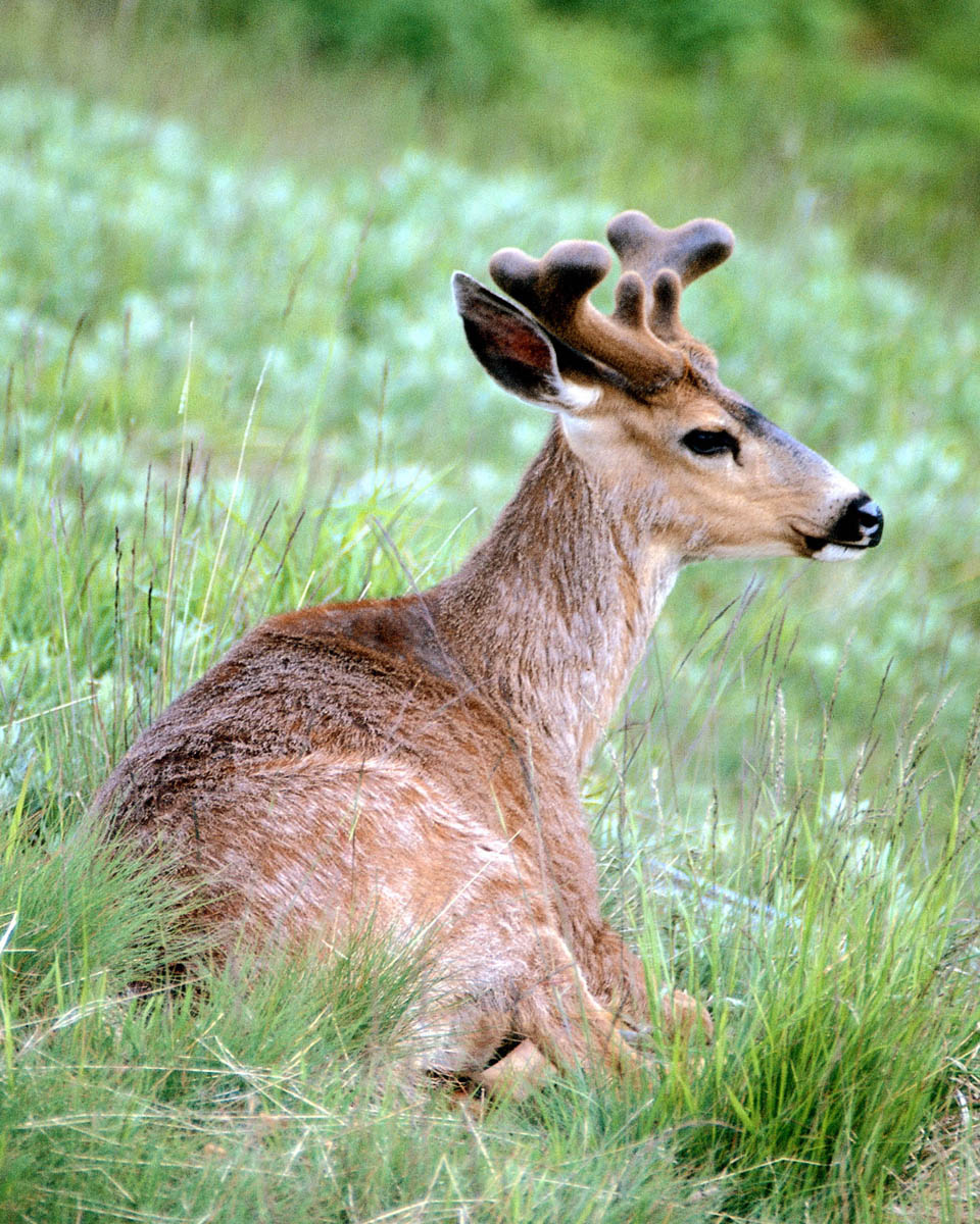 The Deer- sure-footed and agile – Bridge to the Bible